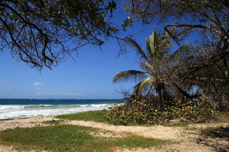 En Martinique sur la Trace des Caps photos de la plage de Anse ...