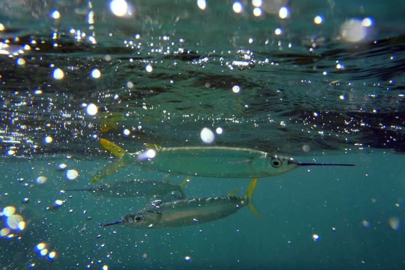 Martinique | Photos plongée | Le Balaou à queue jaunePhotos Antilles ...